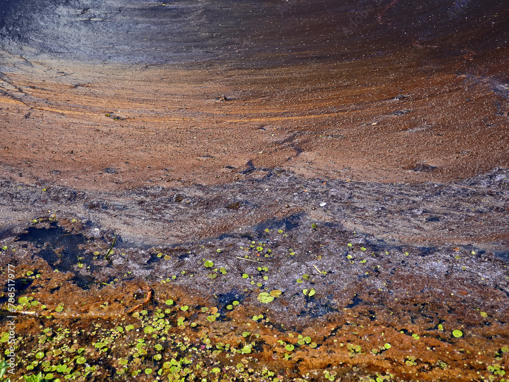 Heavily polluted water, surface biofilm, bacterial tuft. Blue-green algae (Cyanobacteriae ...