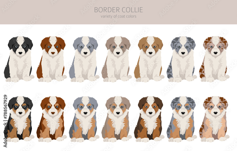 Border collie puppies clipart. All coat colors set. All dog breeds ...