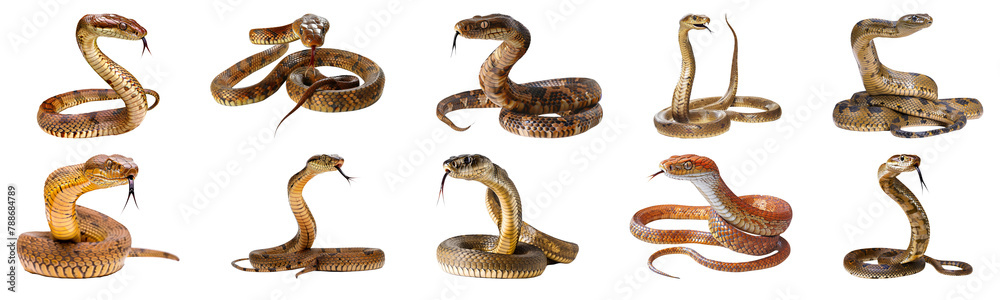 Assortment of coiled snakes with forked tongues isolated cut out png on ...