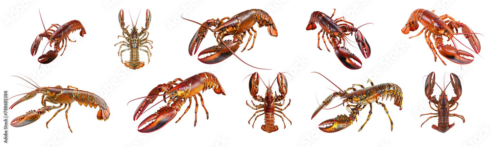 Various types of live lobsters isolated cut out png on transparent ...