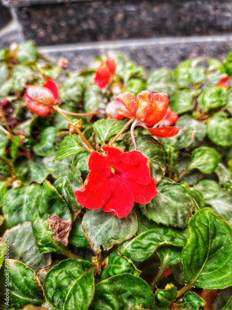 Impatiens walleriana (Impatiens sultanii), also known as busy Lizzie ...