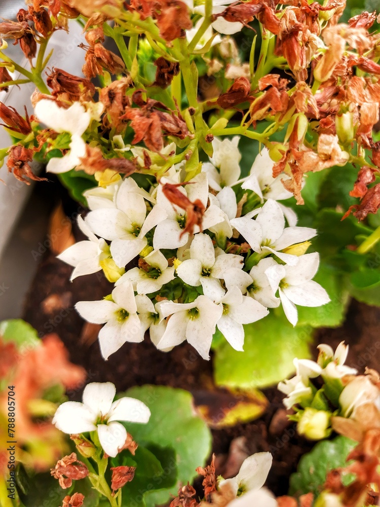 Kalanchoe blossfeldiana is a commonly cultivated evergreen house plant ...