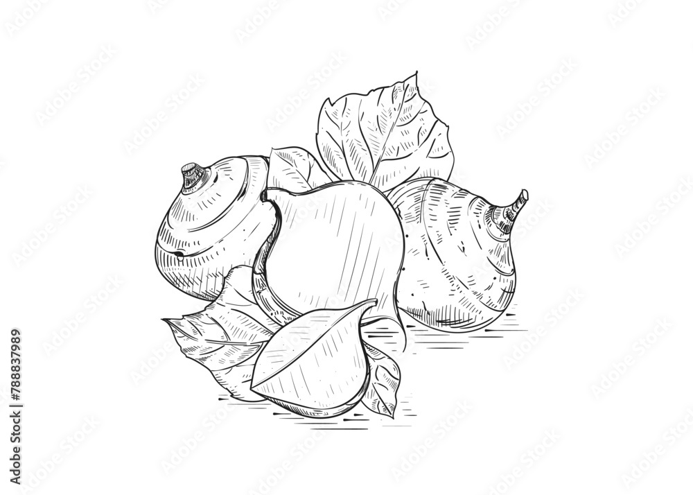 Hand drawn sketch black and white illustration of turnip jicama, root ...