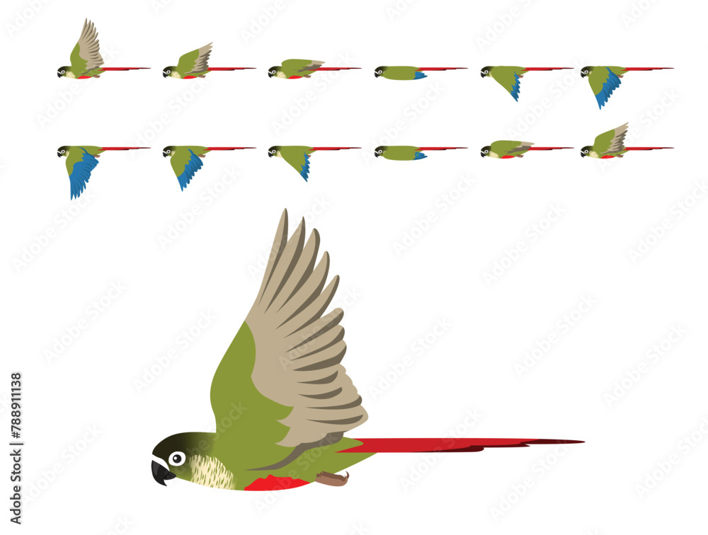 Bird Parrot Green-Cheeked Conure Parakeet Flying Animation Sequence ...