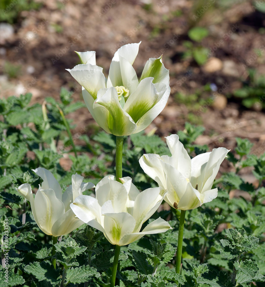 (Tulipa Viridiflora) Elegant flowers of tulips 'Spring green'. Ivory ...