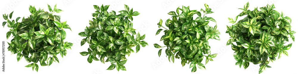 houseplant green bush top view isolated on white or transparent ...