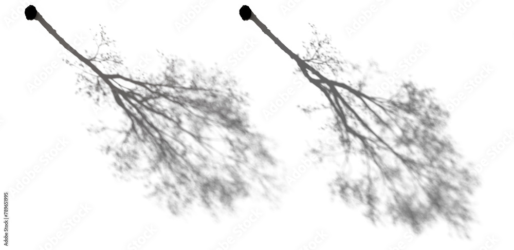 Realistic aesthetic shadow from big tree isolated png on a transparent ...