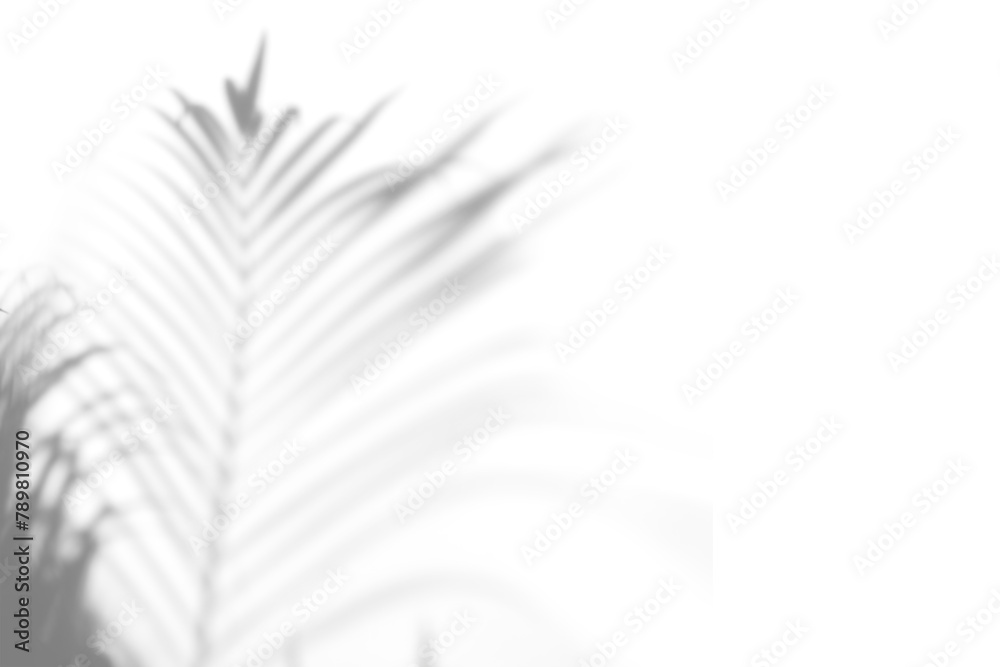 PNG Leaf shadow effect, transparent background Stock Illustration ...