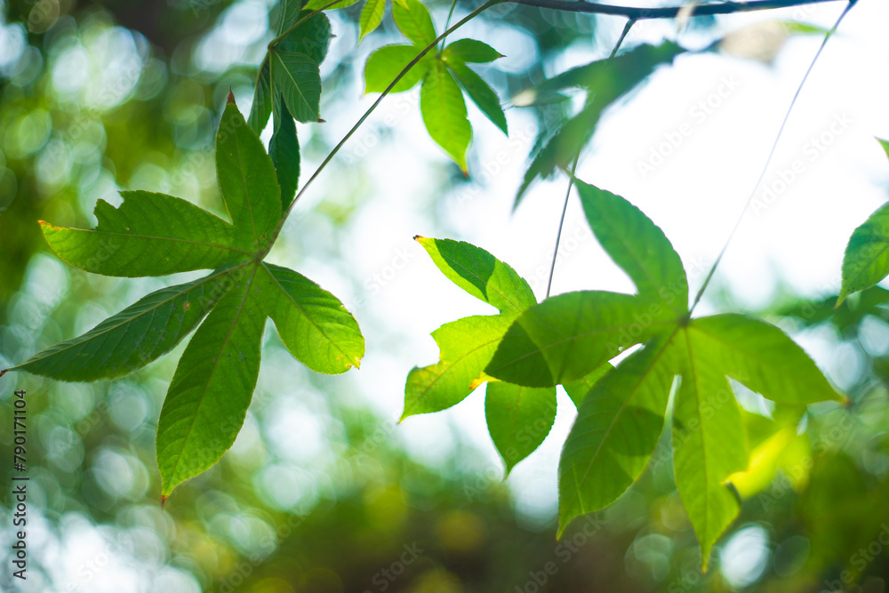 Visible artifacts, usually in the shape of the aperture made by the ...