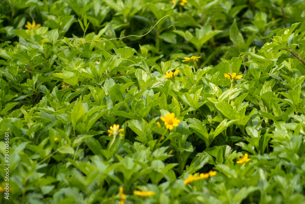 Yellow flowers and green leaves of Creeping Daisy. Ornamental plant ...