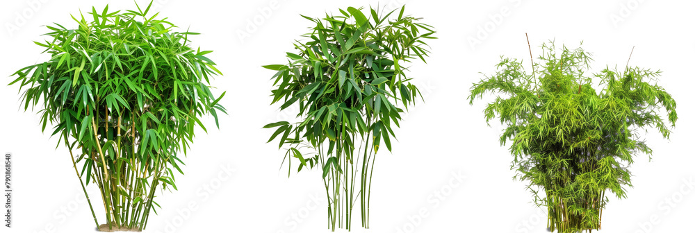 set of dwarf bamboo, perfect for ornamental gardens, showcasing their ...