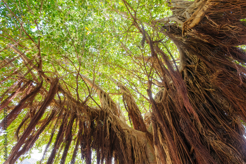 A huge banyan tree grows at the school gate. Hachijojima, a large ...