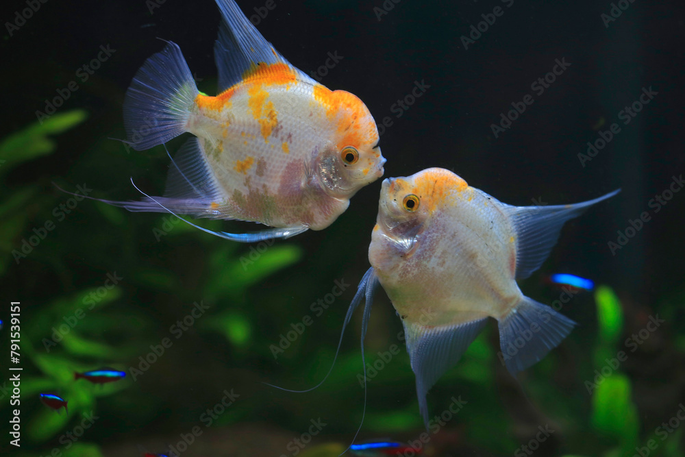 Goldkopf Skalar oder Segelflosser, Pterophyllum scalare, Aquarienfisch ...