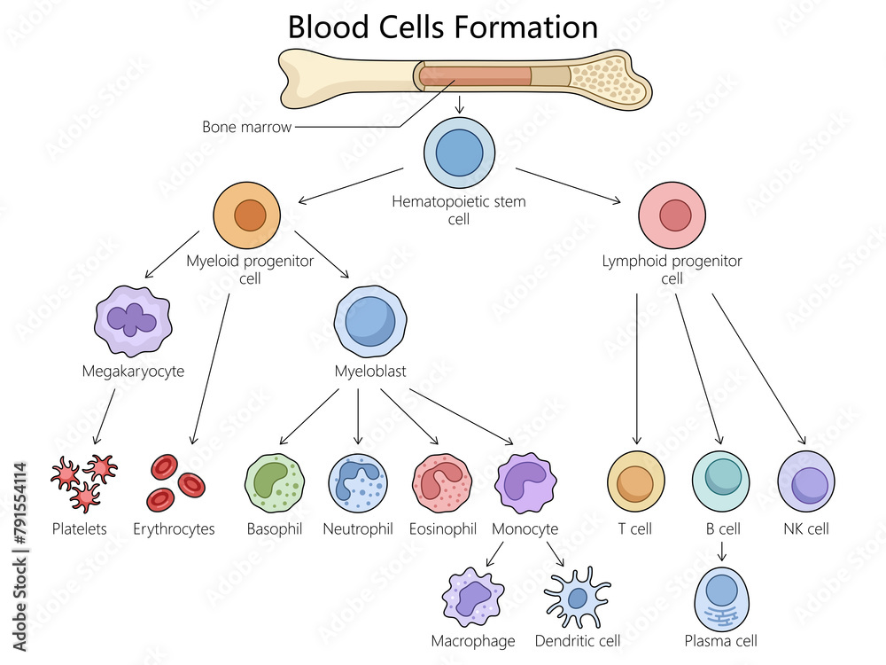 Human hematopoiesis blood cell formation from bone marrow, hematopoietic stem cells ...