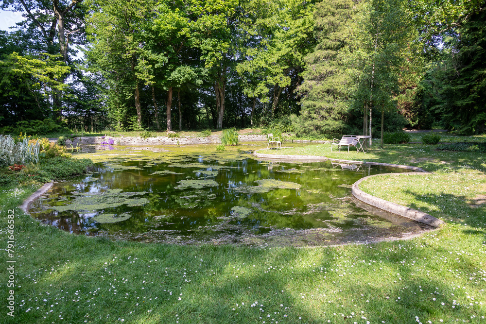 Ecosystème et zone humide - bassin d'agrément avec des plantes d'eau ...
