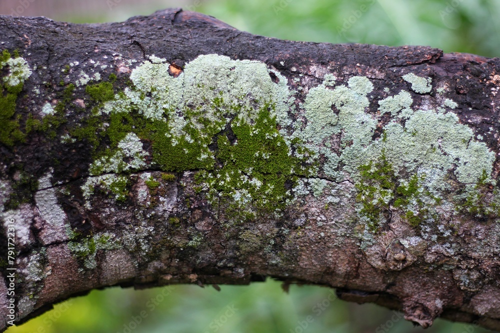 Lichen fungus on rambutan tree trunk Stock Photo | Adobe Stock