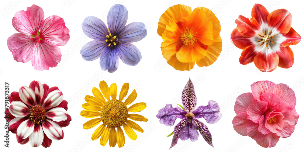 Collection of single fresh flower cutout clipping path png isolated on ...
