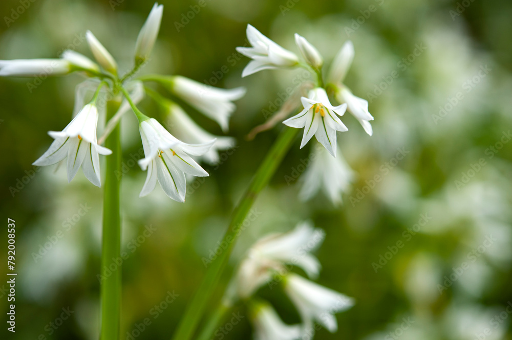Allium triquetrum L. is a plant of the Amaryllidaceae family ...
