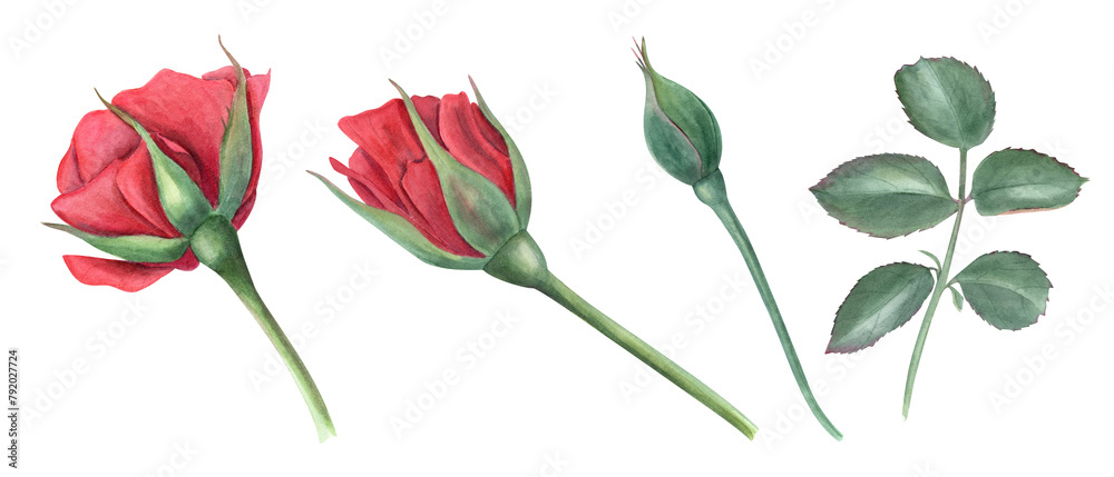 Rose flowers at different stages of blooming. Garden plant. Red Roses ...