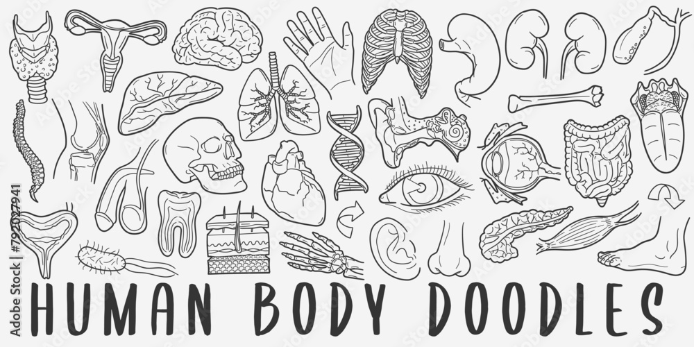 Human Body Doodle Icons Black and White Line Art. Anatomy Clipart Hand ...