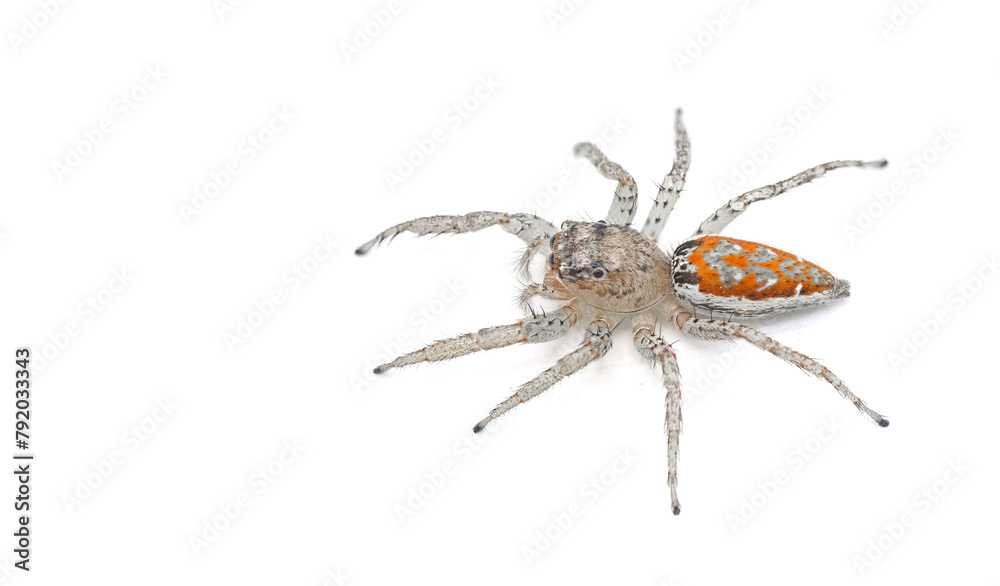 Grey Tiger jumping spider - Paramaevia michelsoni - is a species of ...