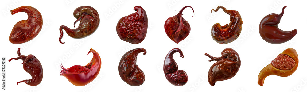 Human gallbladder and biliary system anatomy illustrations cut out png ...