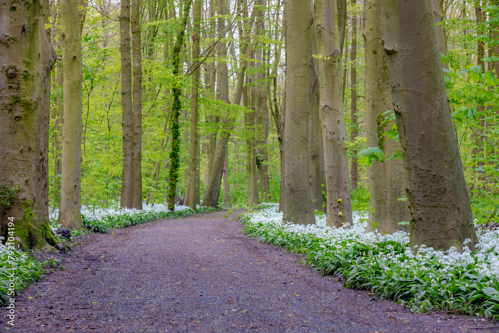 White flowers of Allium ursinum in spring, Ramsons (Daslook) in the ...
