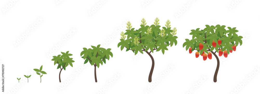 Mango growth stages. Ripening period progression. Life cycle animation ...