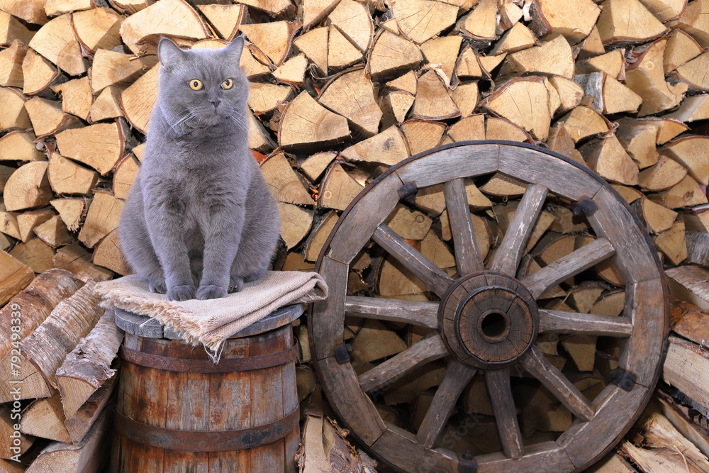 In a barn a grey cat sits on a wooden barrel next to an old wagon wheel ...