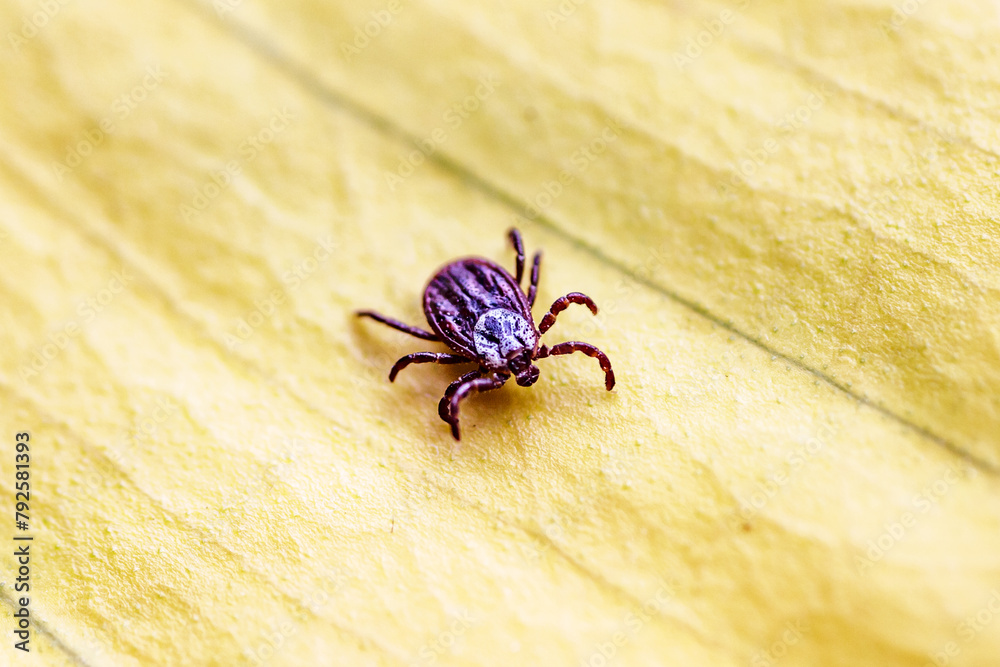 Tick, Ixodida, on the leaf.Adult female tick - Ixodes ricinus.Carrier ...