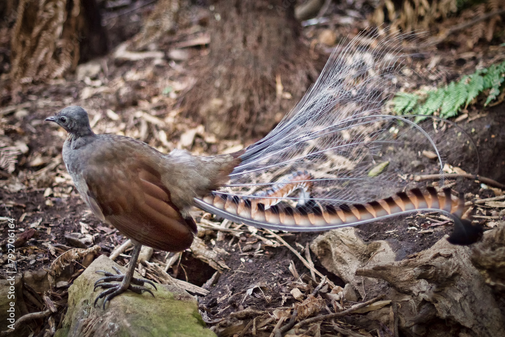 superb lyrebird bird, Menura novaehollandiae, native Australian ...