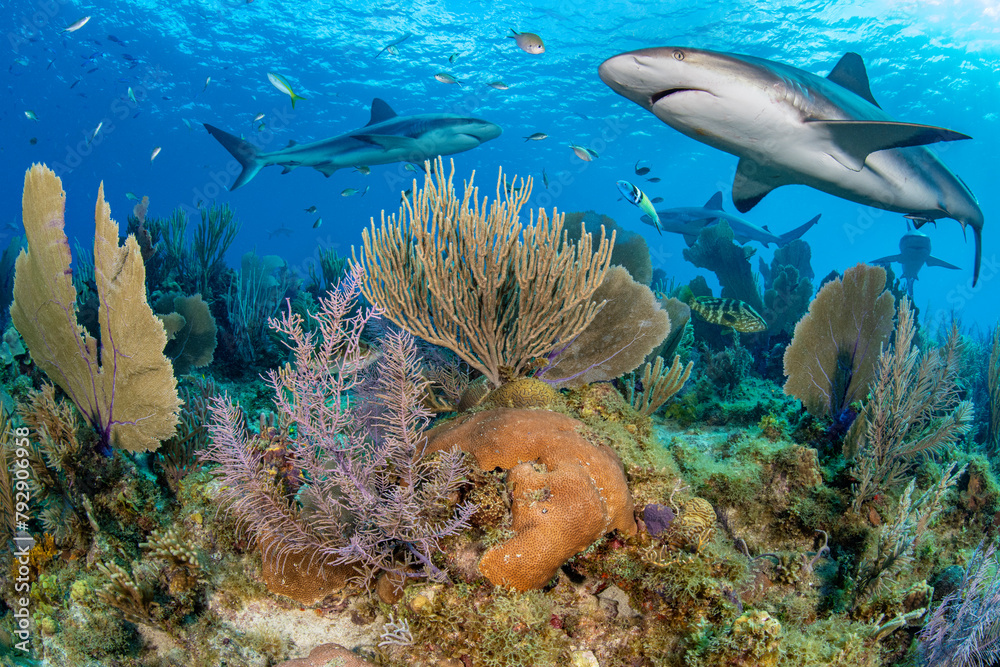 Caribbean reef sharks (Carcharhinus perezi) swim over a coral reef with ...