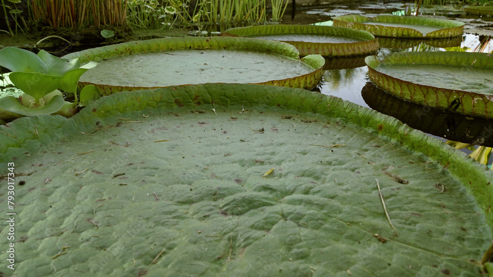 Aquatic plants. Closeup view of Victoria cruziana, also known as Irupe ...