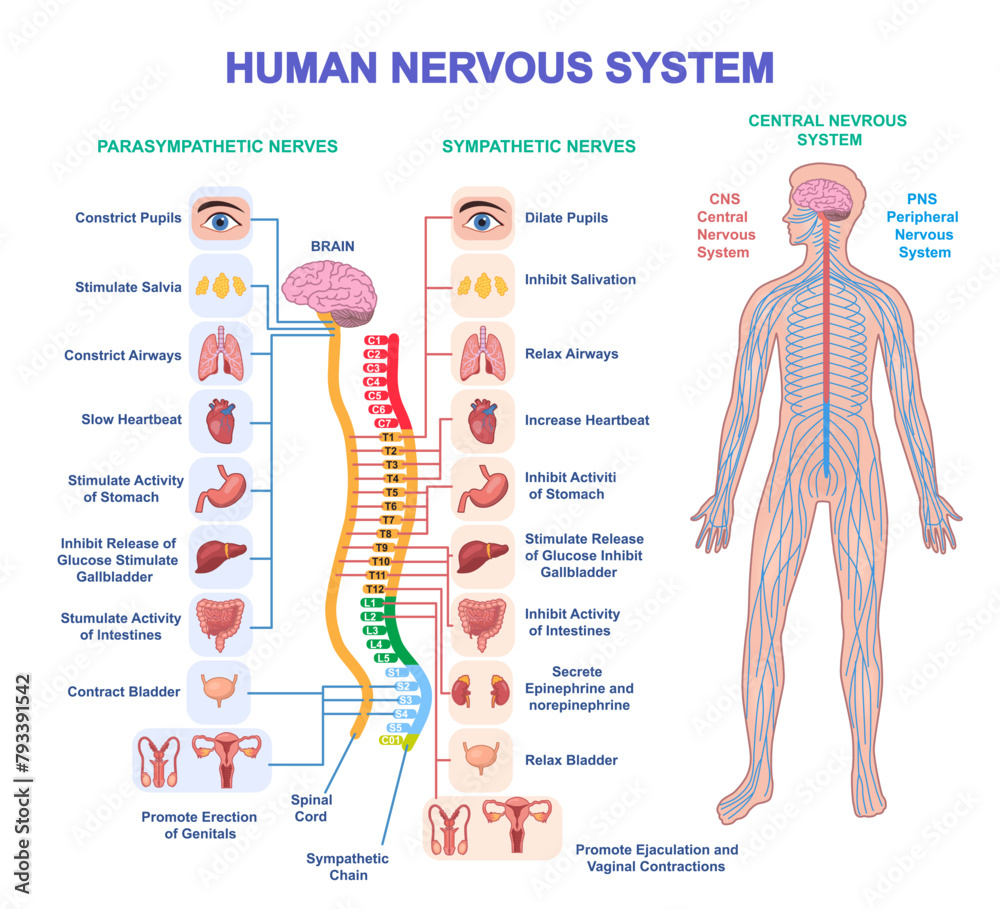 Human Nervous System Diagram. Medical infographic with sympathetic and ...