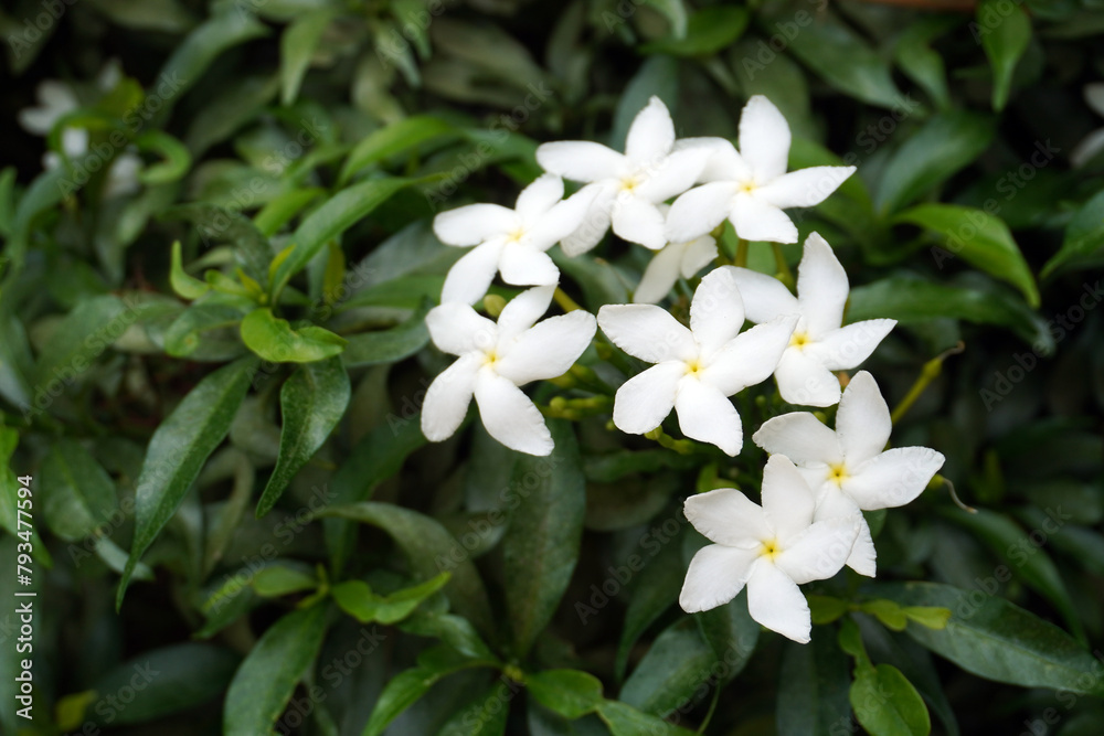 Pinwheel flower (Tabernaemontana divaricata) commonly called,crape ...