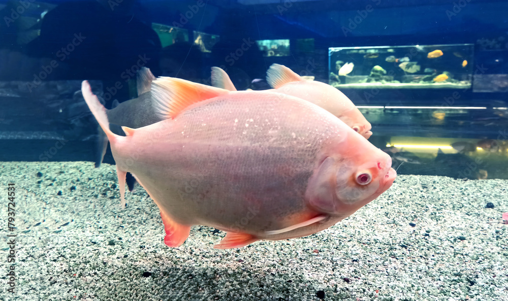 Piranha Paku is an albino. Colossoma two-toothed. fish in a closed ...