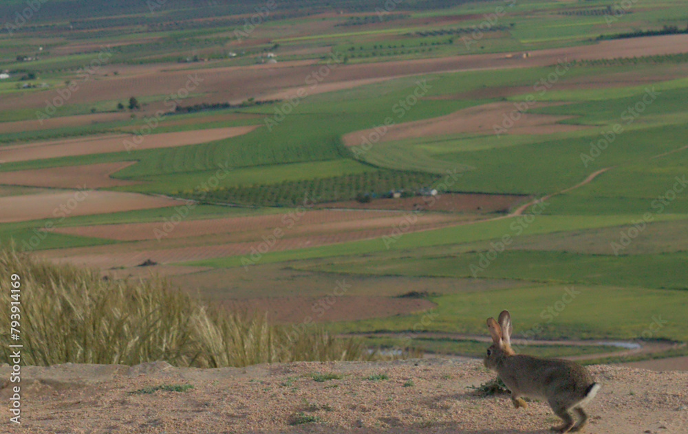 Conejo corriendo entre cultivos agrícolas Stock Photo | Adobe Stock