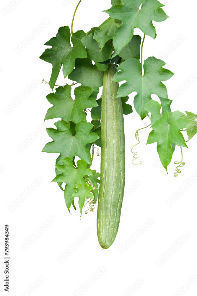 Smooth Loofah, Sponge Gourd, Vegetable Sponge or Luffa cylindrica ...