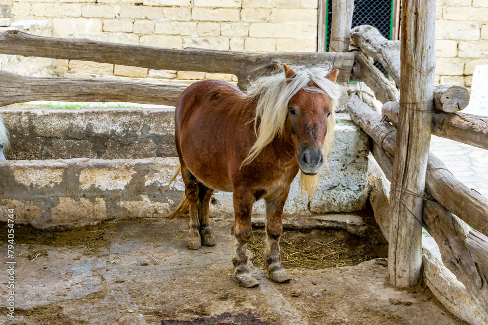 Extremely rare White Haired Caucasian Wild pony at the feeding stables ...