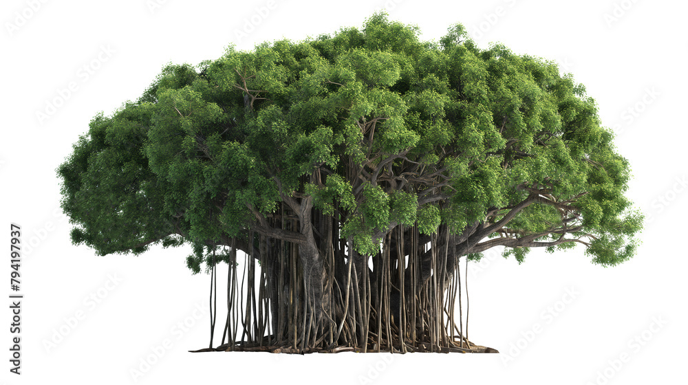 Banyan tree PNG transparent background, green lush with aerial roots ...