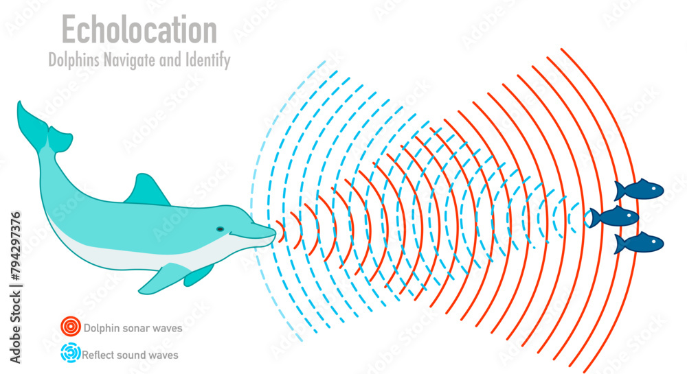 Vektor Dolphin echolocation. Bio sonar. Fish, krill navigate in under ...