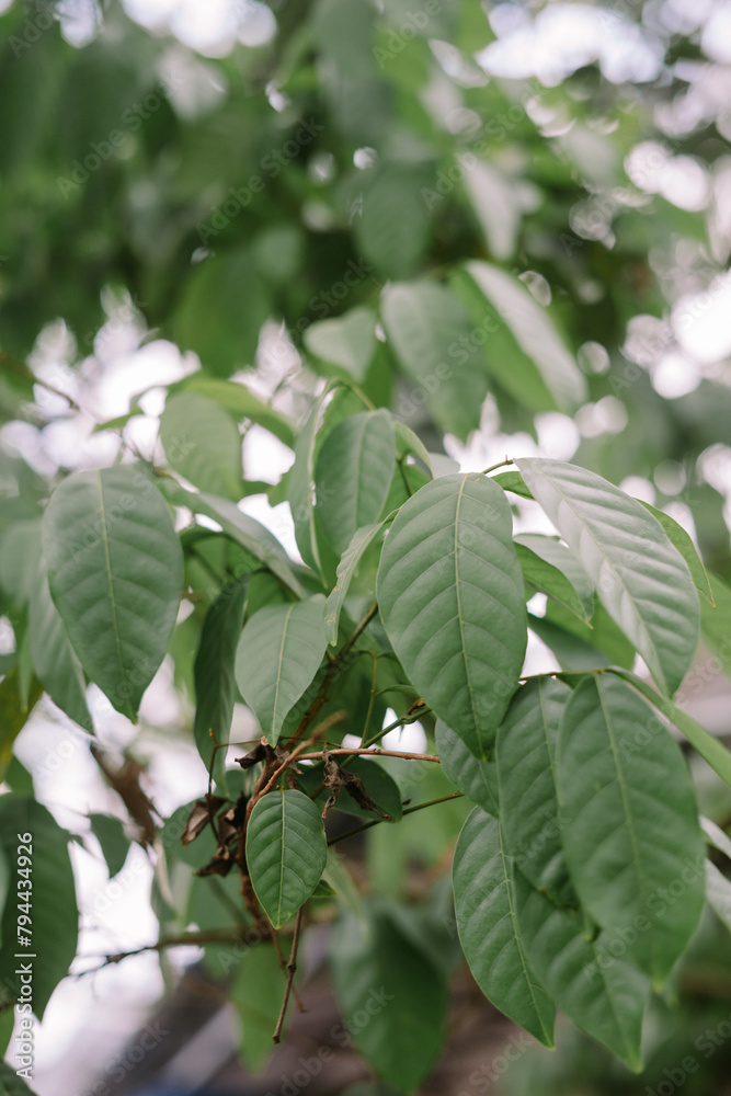 Shorea sumatrana is a species of tree in the family Dipterocarpaceae ...