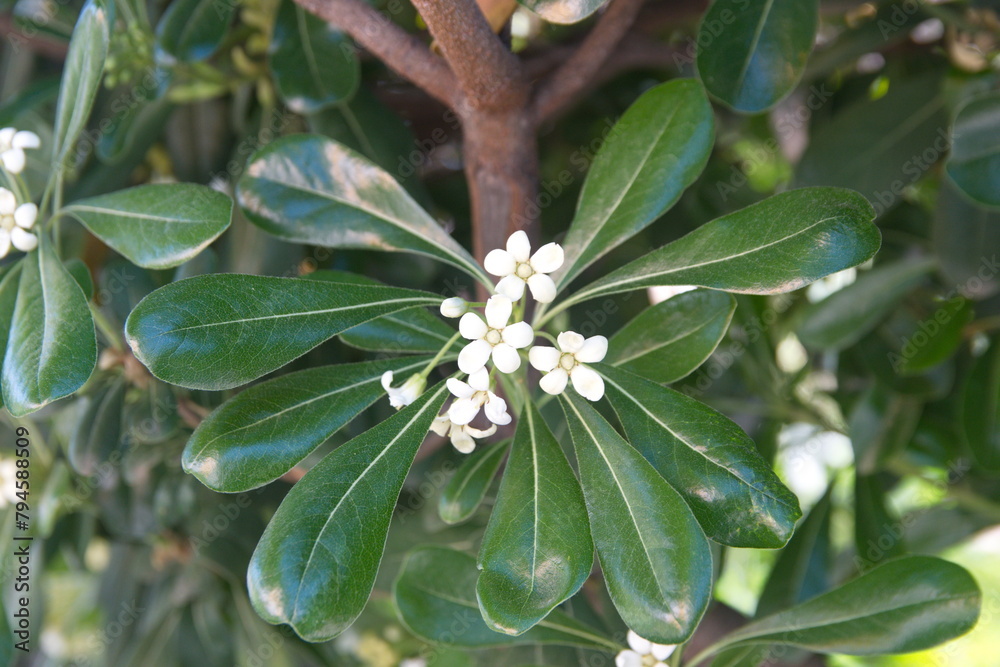 Blossom of pittosporum tobira, Australian laurel, Japanese pittosporum ...