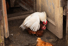 Rooster And Hen Mating Free Stock Photo - Public Domain Pictures