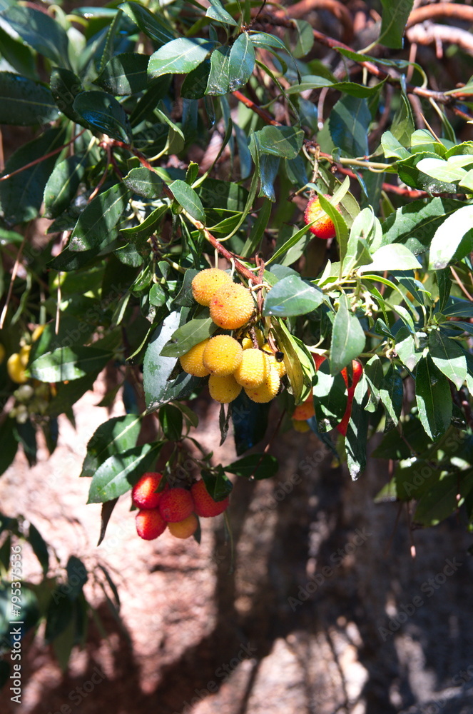 Fructification of Arbutus unedo, common name "strawberry tree ...