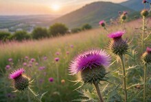 Purple Thistle Wildflower Close-up Free Stock Photo - Public Domain ...