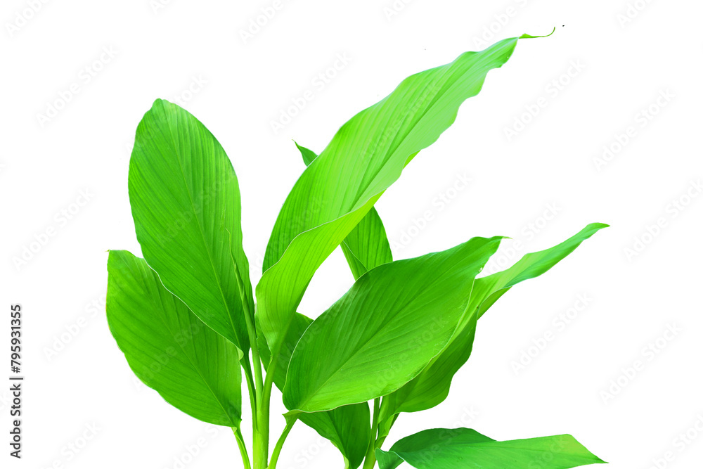turmeric or curcumin longa root leaves known in india as haldi,huldi ...