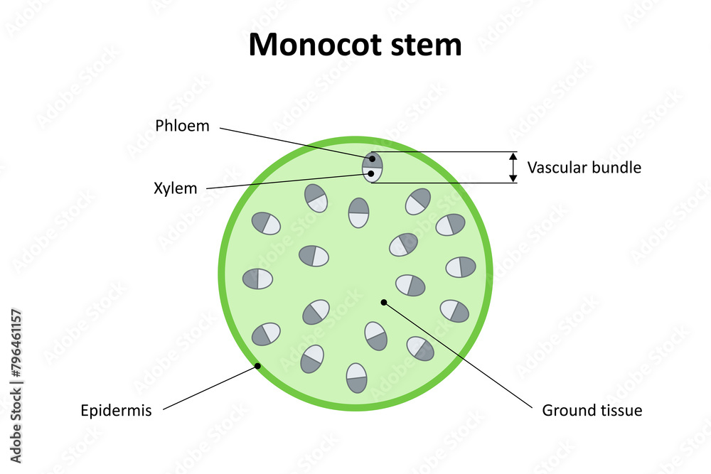 Internal structure of monocot stem. Diagram. Stock Illustration | Adobe ...