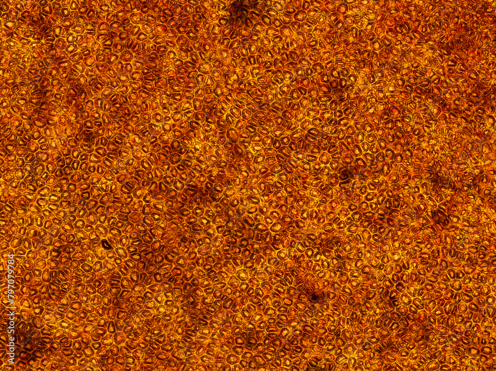 tomato skin under the microscope (Solanum lycopersicum) - optical ...