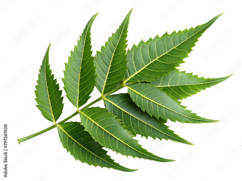 neem leaf isolated on a transparent background. Stock Photo | Adobe Stock